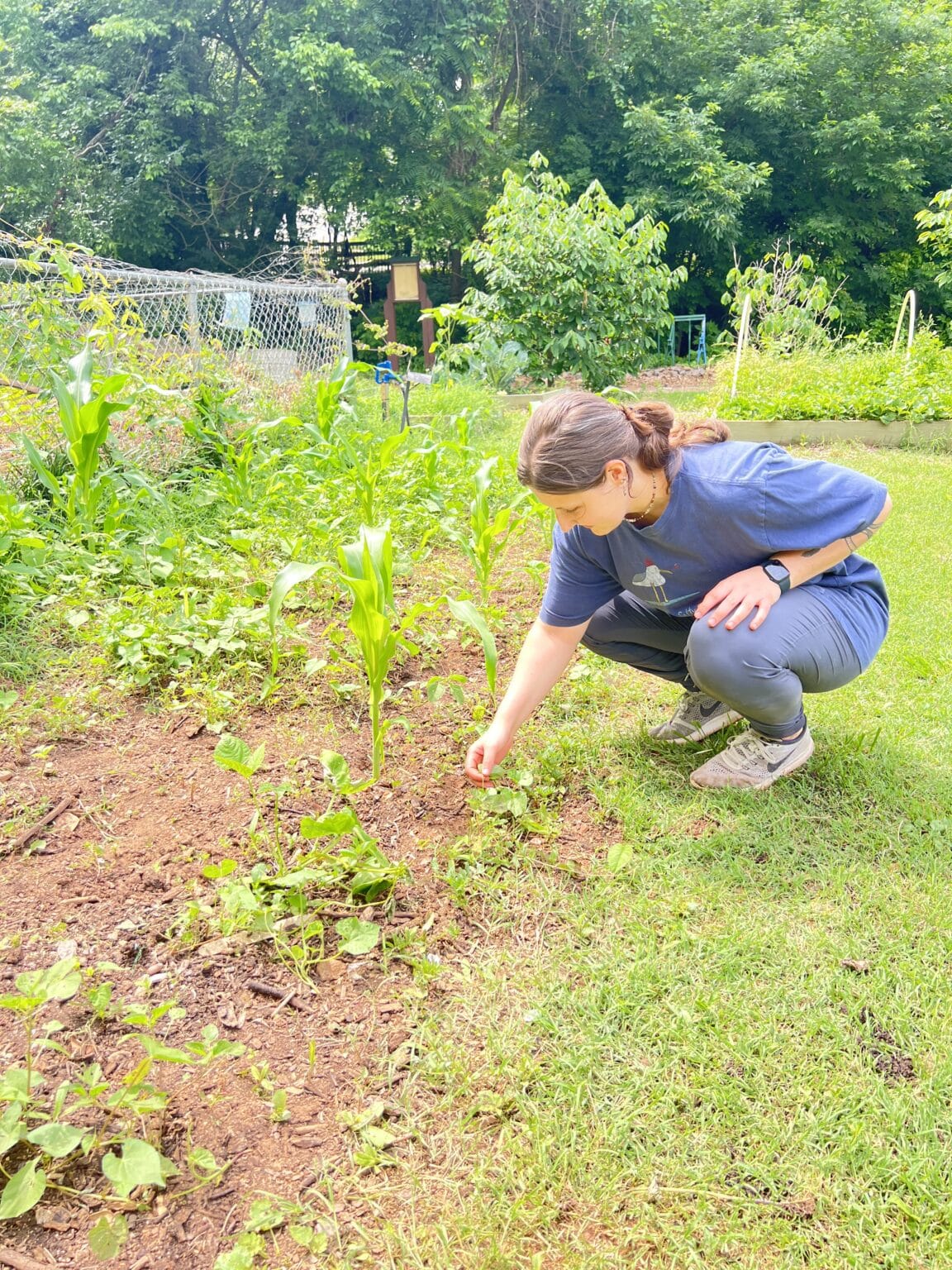 Three Sisters Planting: A Natural Dream Team - Sustaining Way